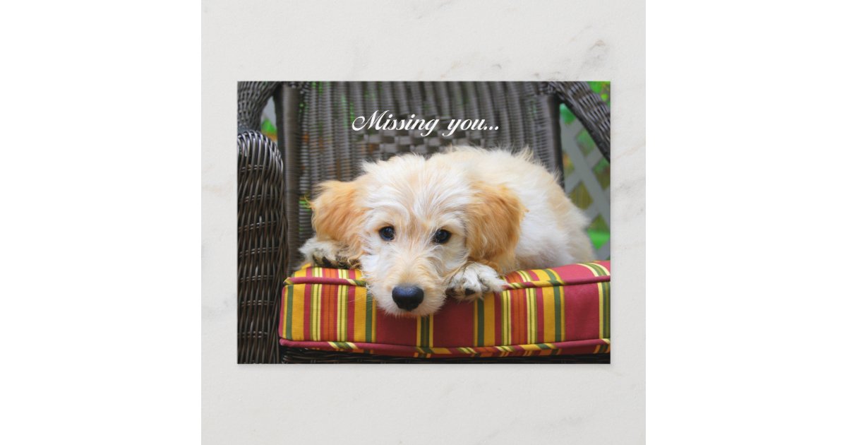 Missing You Golden Doodle Postcard | Zazzle