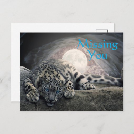 Missing You Snow Leopard Postcard | Zazzle