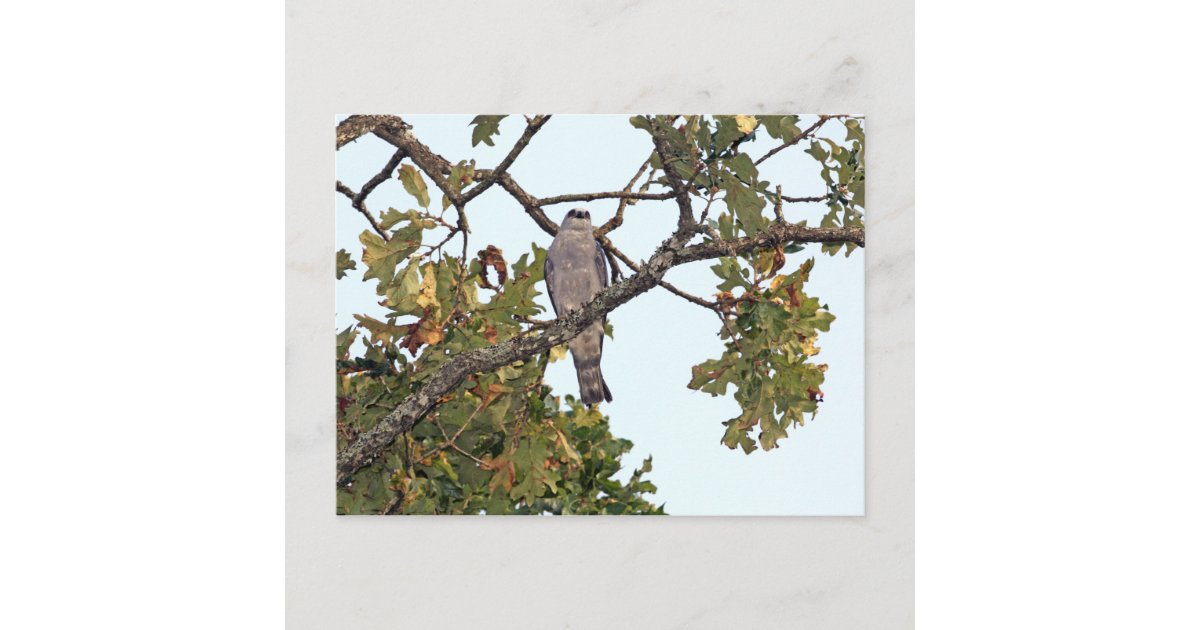 Mississippi Kite And Oak Tree Postcard | Zazzle