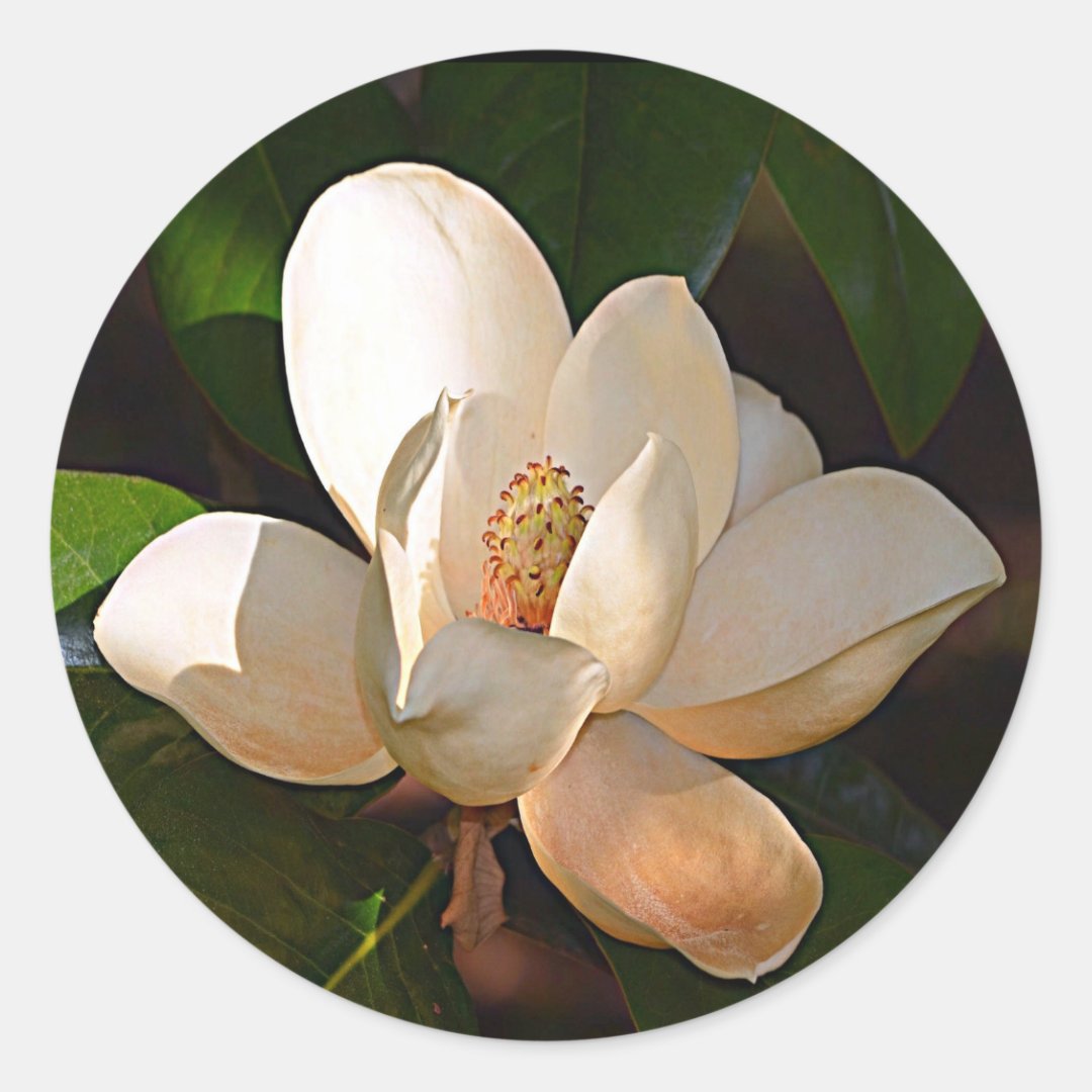 Mississippi Magnolia Classic Round Sticker | Zazzle