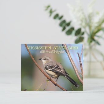 Mississippi State Bird - Northern Mockingbird Postcard | Zazzle