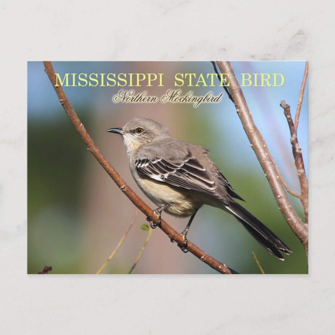 Mississippi State Bird - Northern Mockingbird Postcard | Zazzle