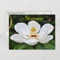 Mississippi State Flower: Magnolia Postcard | Zazzle