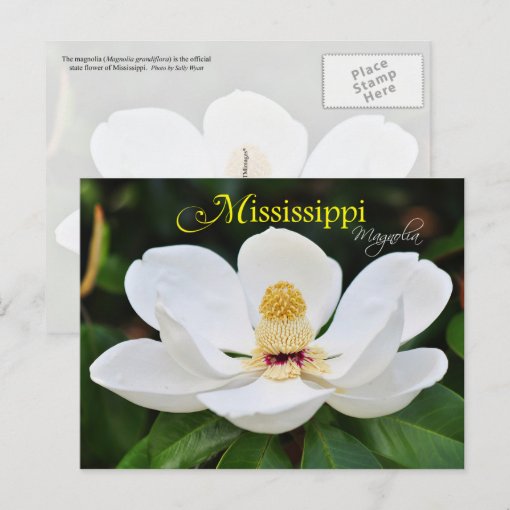 Mississippi State Flower: Magnolia Postcard | Zazzle