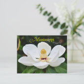 Mississippi State Flower: Magnolia Postcard | Zazzle