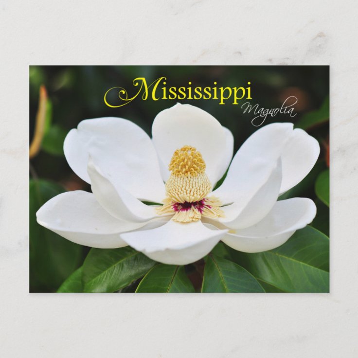 Mississippi State Flower: Magnolia Postcard | Zazzle