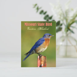 Missouri State Bird - Eastern Bluebird Postcard | Zazzle