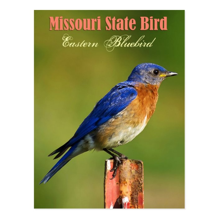 Missouri State Bird - Eastern Bluebird Postcard | Zazzle.com