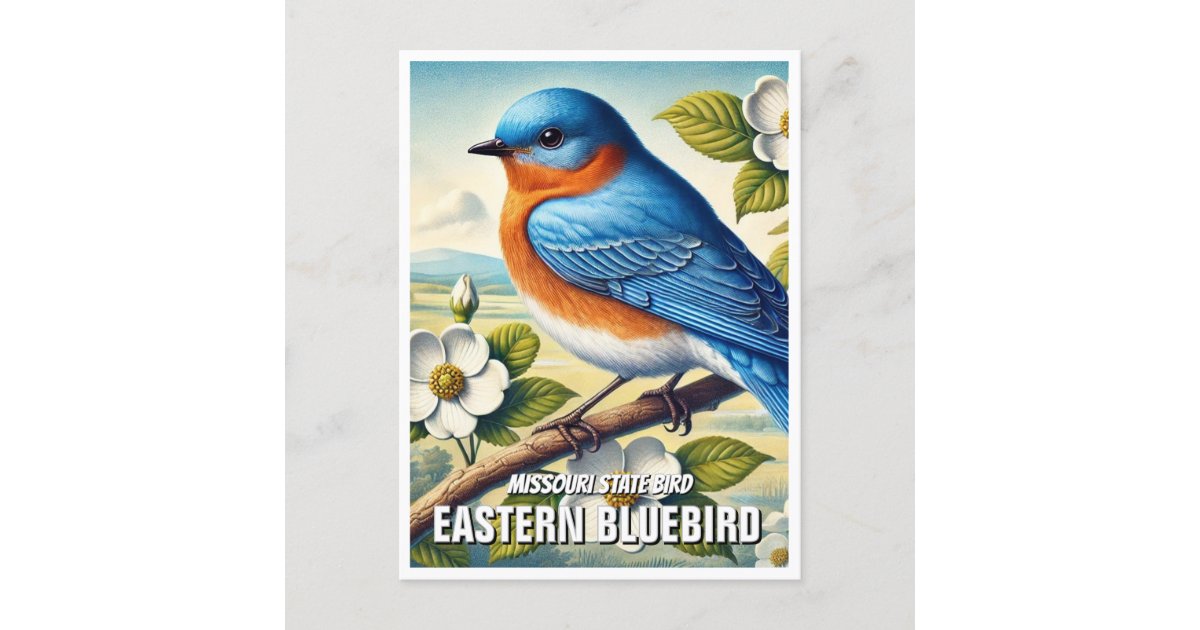 Missouri State Bird Eastern Bluebird Postcard | Zazzle