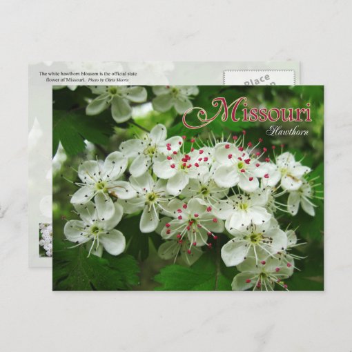 Missouri State Flower: Hawthorn Postcard | Zazzle