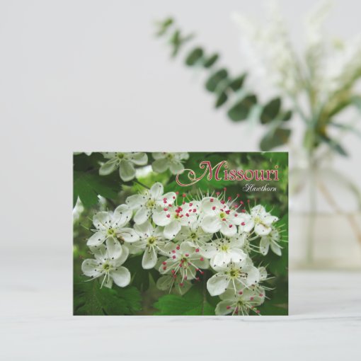Missouri State Flower: Hawthorn Postcard | Zazzle