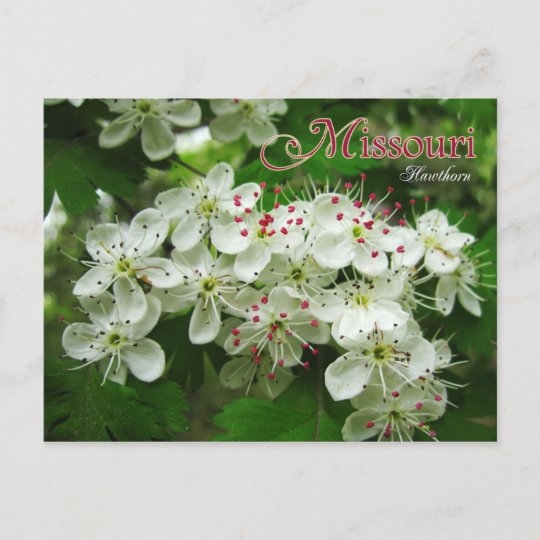 Missouri State Flower: Hawthorn Postcard | Zazzle.com