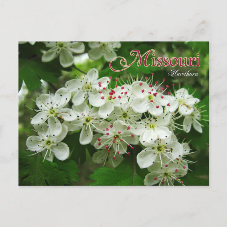 Missouri State Flower: Hawthorn Postcard | Zazzle
