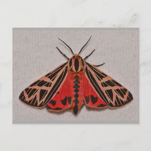 Missouri Tiger Moth. Postcard | Zazzle