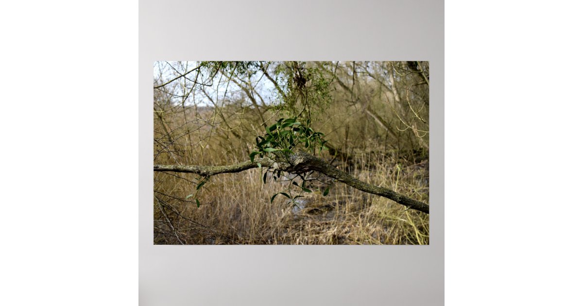 Mistletoe Poster | Zazzle