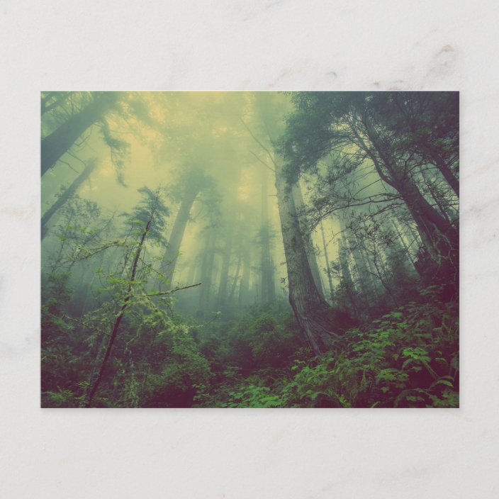 Misty Forest Postcard | Zazzle.com