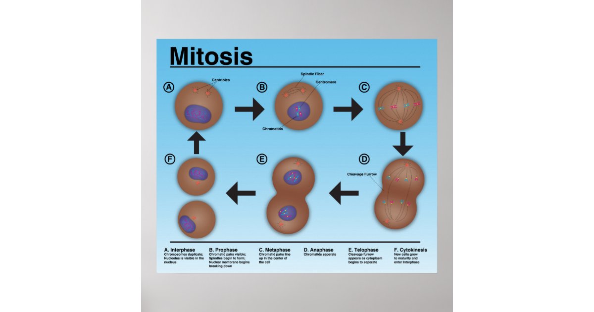 Mitosis Classroom Poster *Updated* | Zazzle