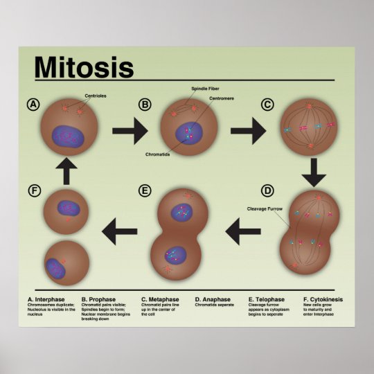 Mitosis Classroom Poster *Updated* | Zazzle.com