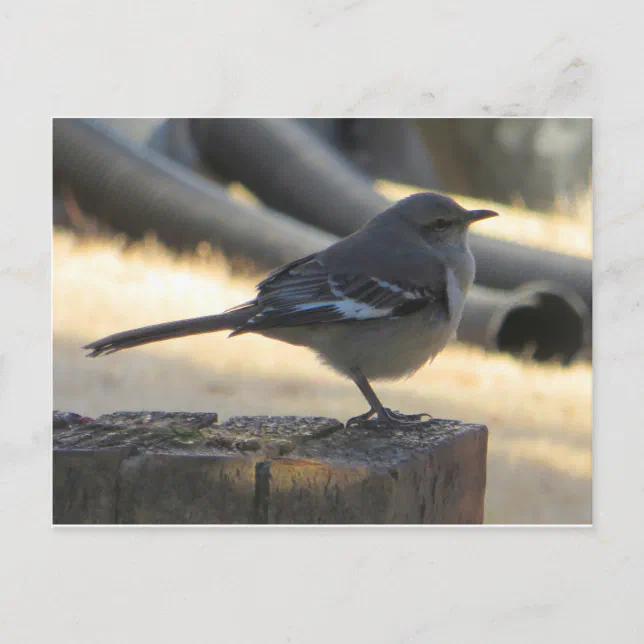 Mocking Bird Postcard | Zazzle