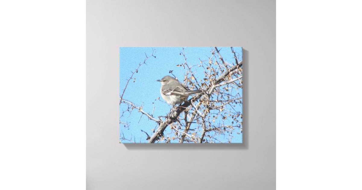 Mockingbird Canvas Print | Zazzle