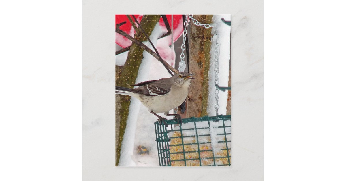Mockingbird Postcard | Zazzle
