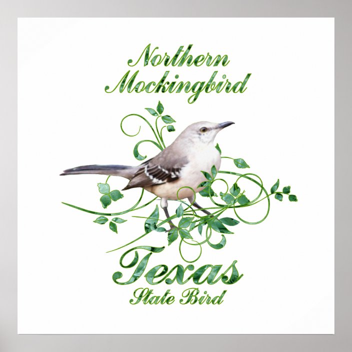 Mockingbird Texas State Bird Poster | Zazzle.com