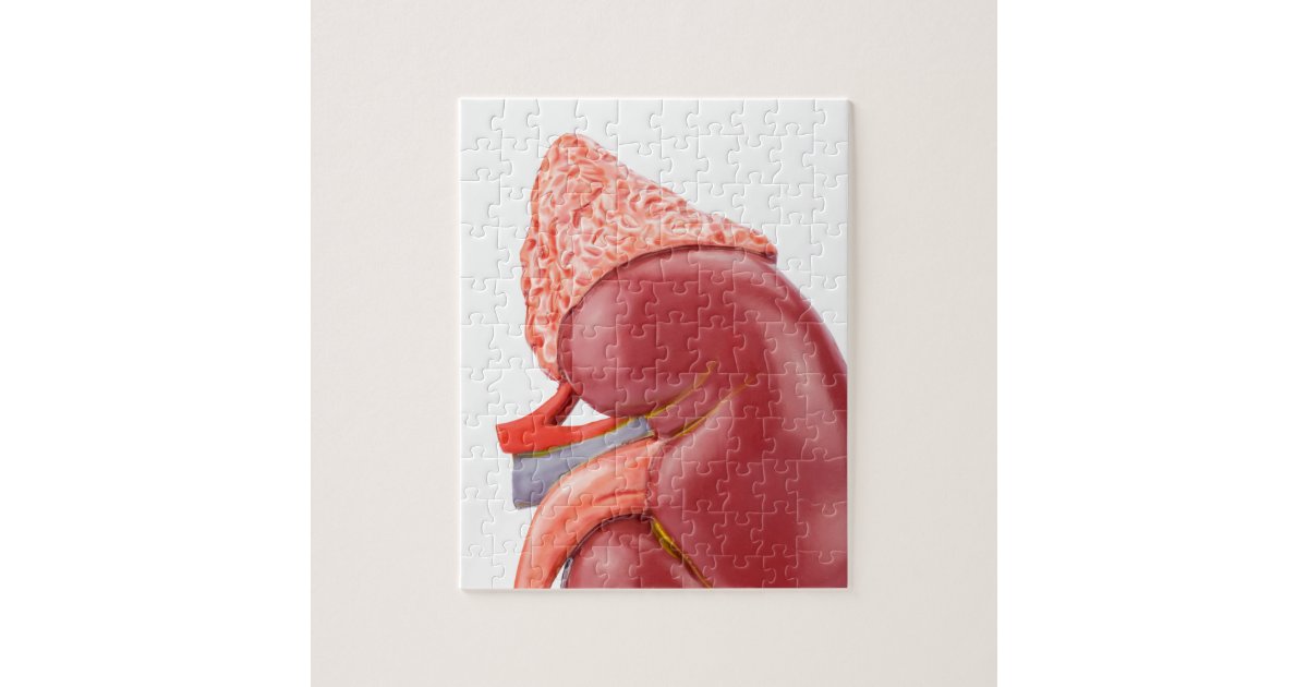 Model human kidney outside jigsaw puzzle | Zazzle