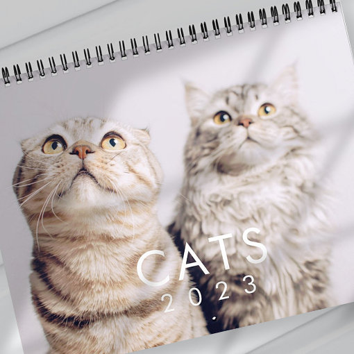 Modern Cute Funny Pet Kitten Cat Photos Calendar | Zazzle