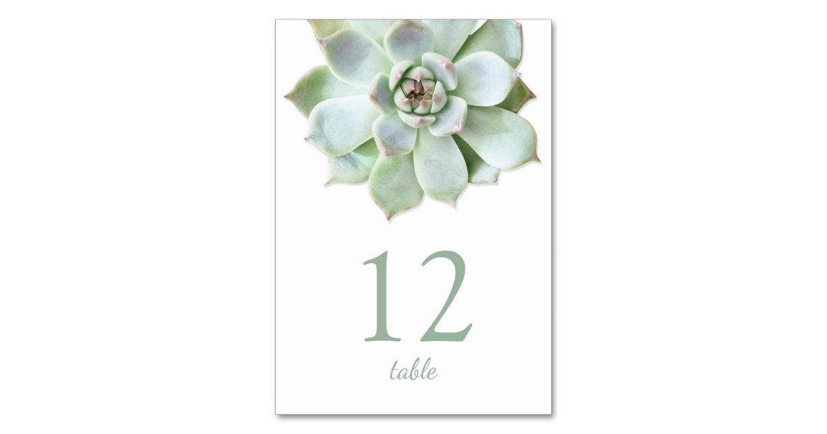 Modern Succulent Wedding Table Number | Zazzle