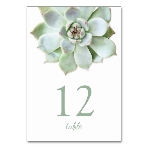 Modern Succulent Wedding Table Number | Zazzle