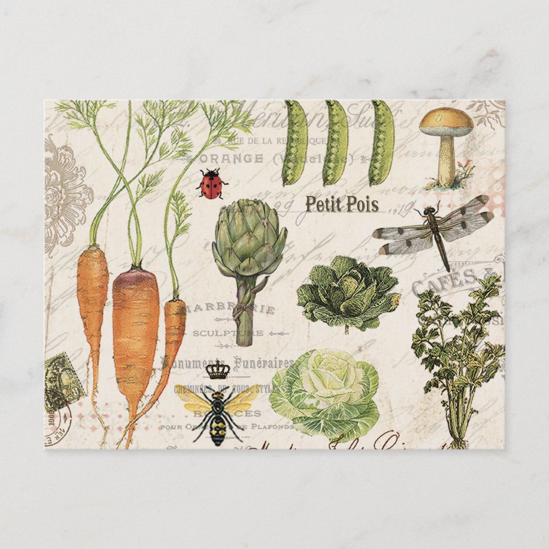 modern vintage french vegetable garden postcard | Zazzle