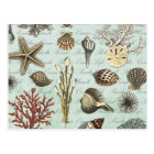 Seashells on the Beach Post Card | Zazzle.com