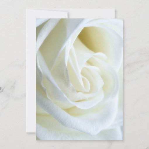 Modern White Rose Wedding Invitation | Zazzle