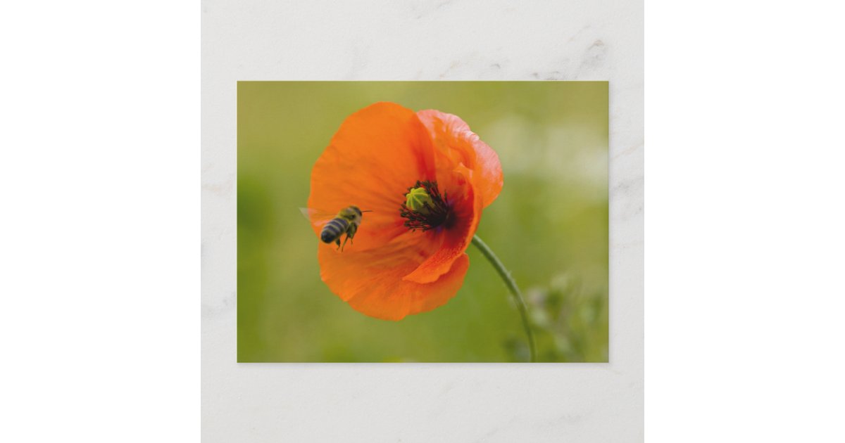 Mohn mit Biene Postcard | Zazzle