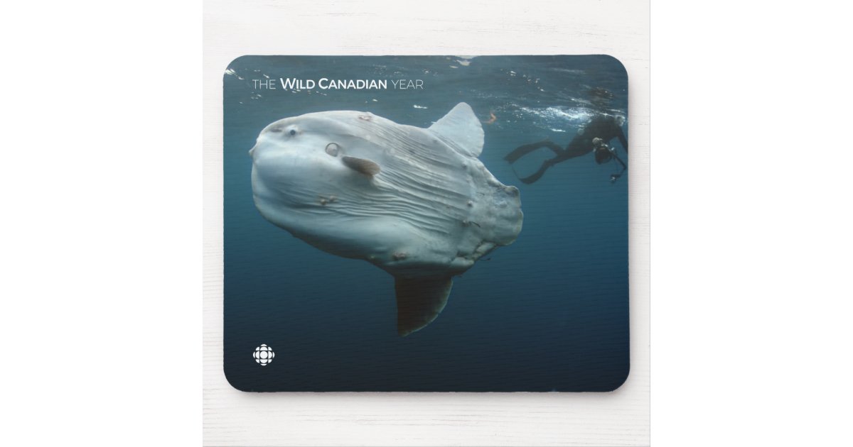Mola Mola Mouse Pad | Zazzle