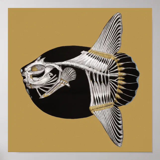 Mola Rotunda Sunfish Fish Skeleton Art Print | Zazzle