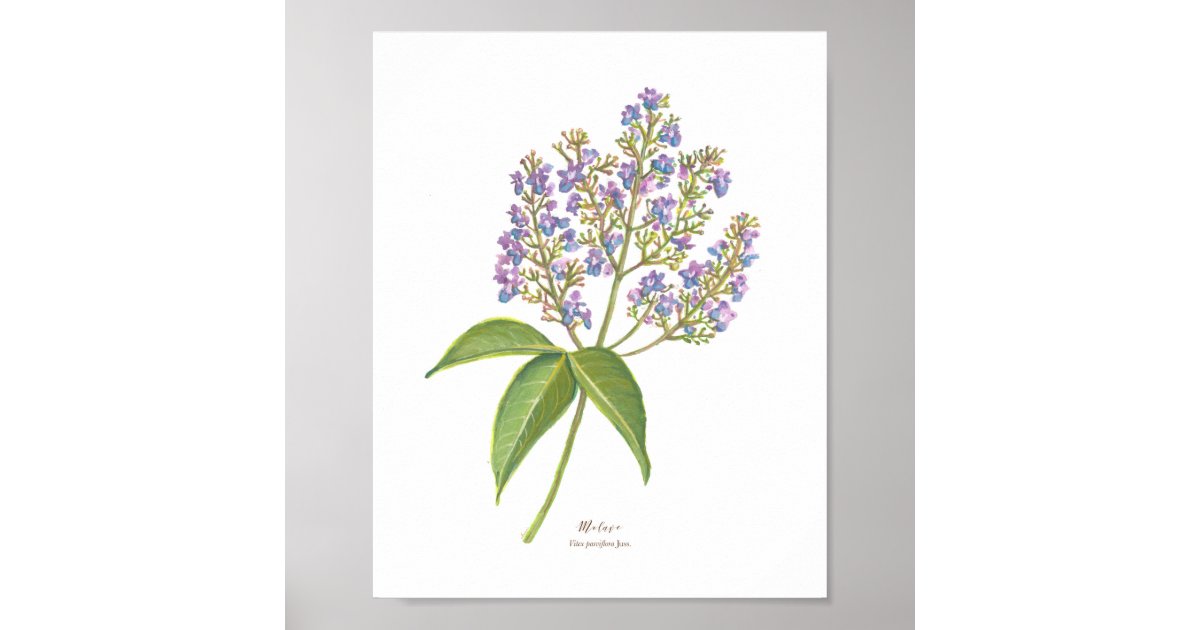 Molave (Vitex parviflora) Philippine Forest Blooms Poster | Zazzle