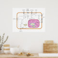 Molecule Signal Transduction Pathways Diagram Poster | Zazzle