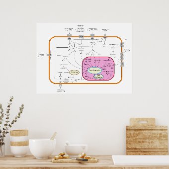 Molecule Signal Transduction Pathways Diagram Poster | Zazzle