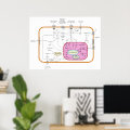 Molecule Signal Transduction Pathways Diagram Poster | Zazzle