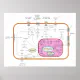 Molecule Signal Transduction Pathways Diagram Poster | Zazzle