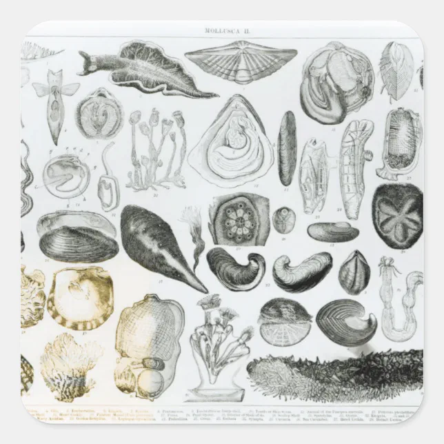 Molluscs Square Sticker | Zazzle
