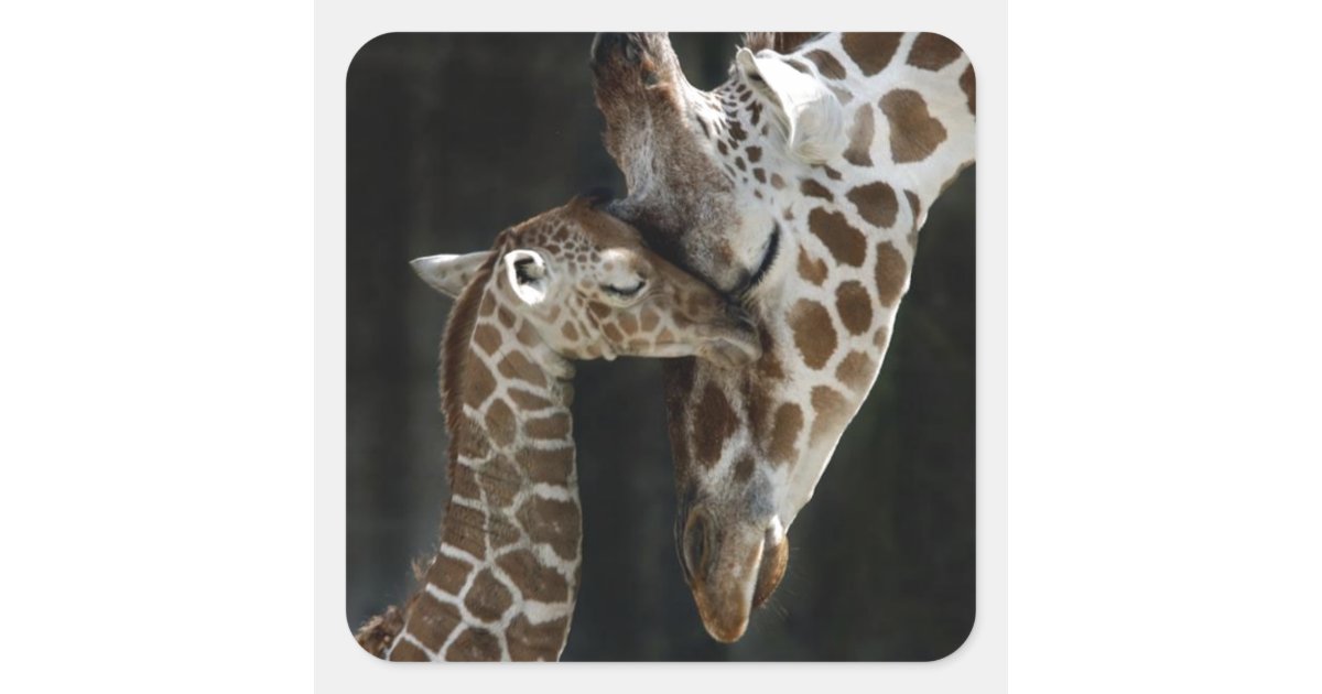 Mom and Baby Giraffe Cuddle Square Sticker | Zazzle