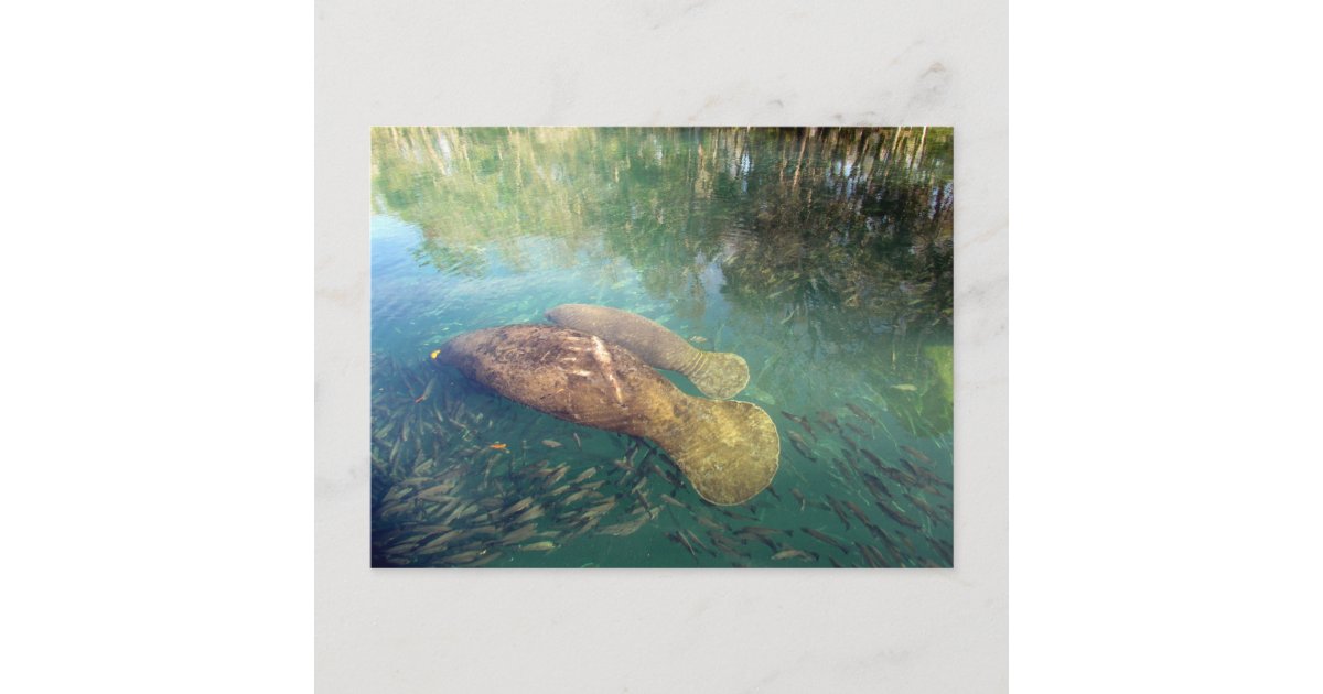 Momma and Baby Manatee Postcard | Zazzle