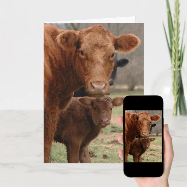 mommy cow and baby cow holiday card | Zazzle