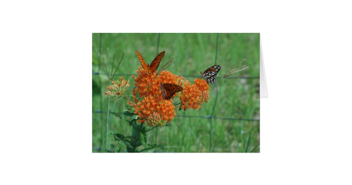 Monarch Butterflies Blank Card | Zazzle