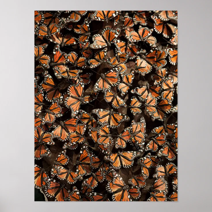 Monarch Butterflies Poster | Zazzle