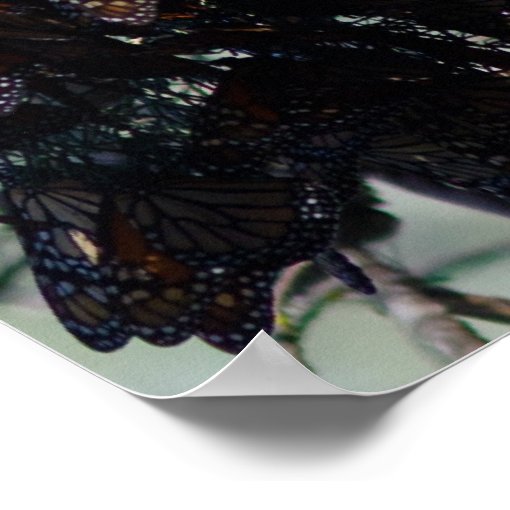 Monarch Butterflies Poster | Zazzle