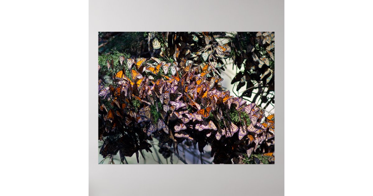 Monarch Butterflies Poster | Zazzle