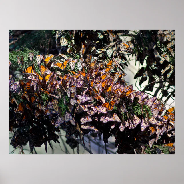 Monarch Butterflies Poster | Zazzle
